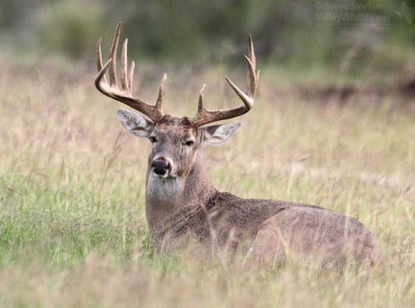 12 point buck images - lynncomp